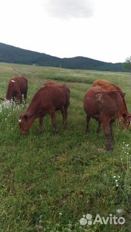 Продаю 3 телочки