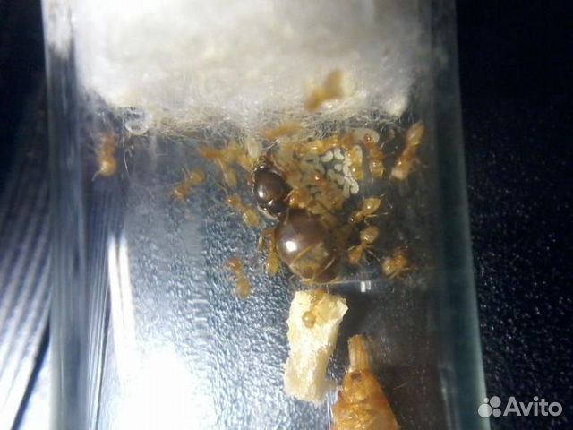 Муравьи Lasius flavus