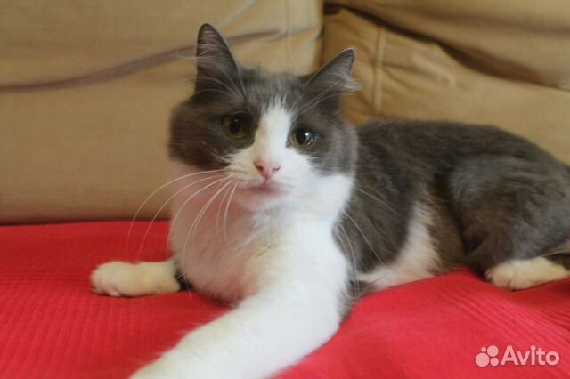 Молодая стерилизованная кошка в дар