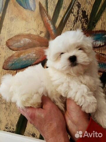 Мальтезе. Белоснежные крошки на ладошку