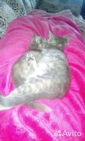 Отдаю котят им около 5 месяцев
