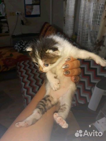 Котятки