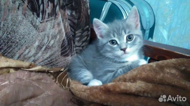 Самый умный котёнок