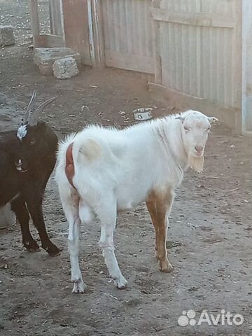 Кабанчик и казёл на выгул