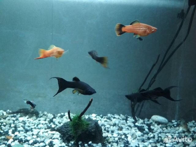 Меценосйы, лирохвостые молли, гуппи, улитки