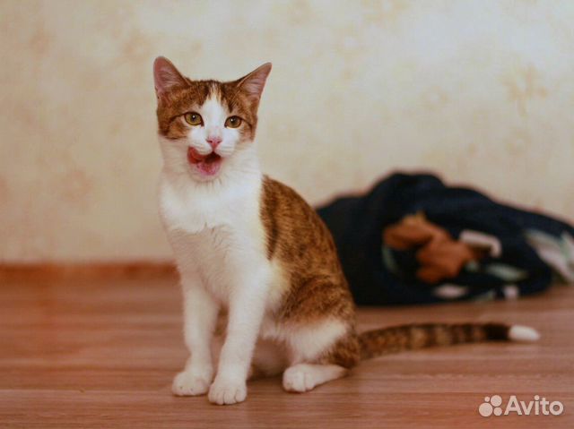 Котенок Динго, 4 месяца