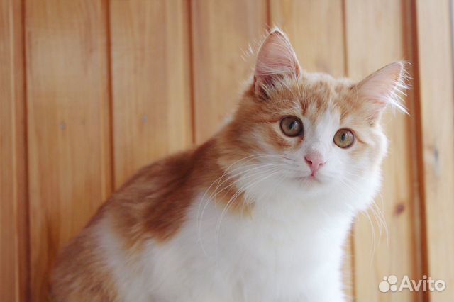 Малыш Ванечка