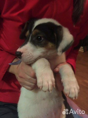 Красивый мальчик Сэм