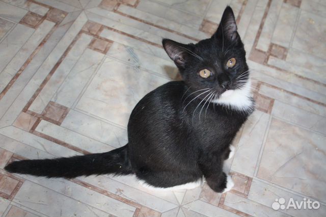 Биколр чёрно белый