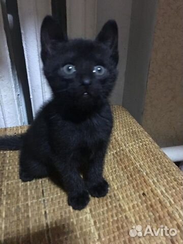 Котёнок на счастье в добрые руки