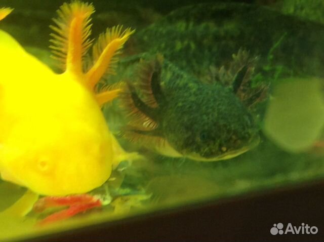 Молодые аксолотли