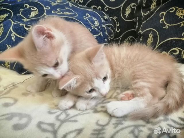 Два братика ищут дом