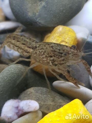 Рак аквариумный