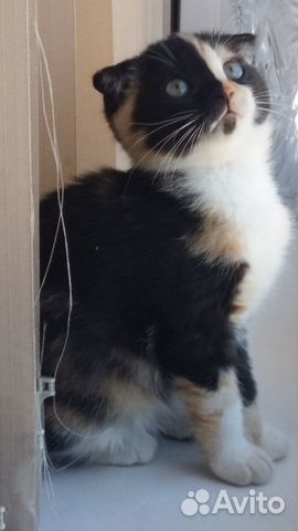 Вислоухая кошечка