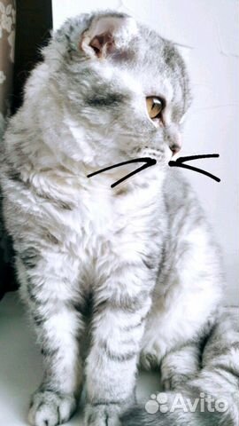 Кошка в Добрые руки