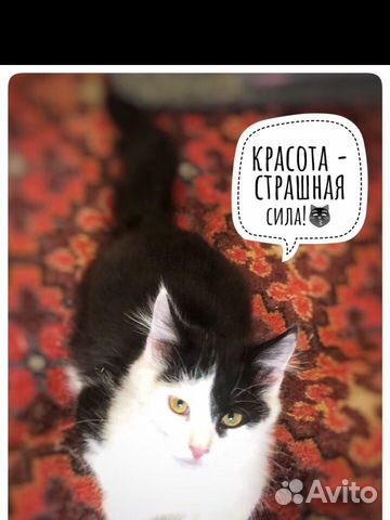 Котенок с замечательным характером