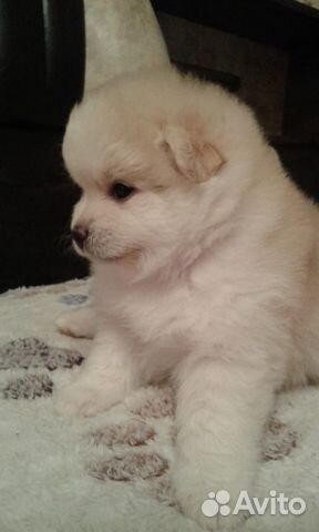 Продаются щенки шпица (мальчики)