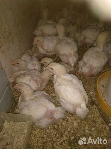 Цыплята и утята