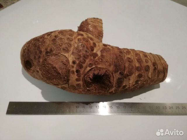 Коряга натуральная в террариум