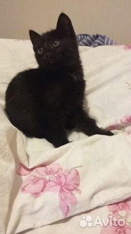 Отдадим уголька в добрые руки