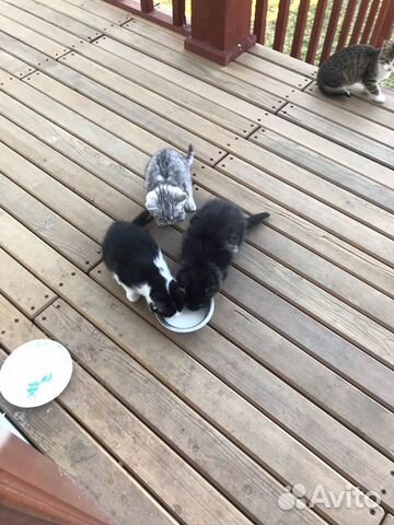 Отдам в добрые руки. Котята 3 месяца