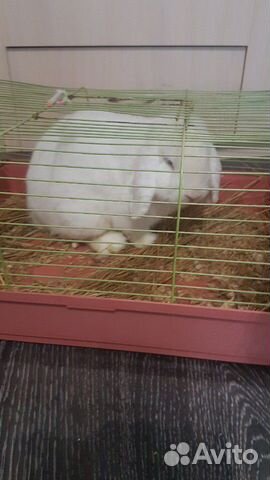 Кролик декаративный