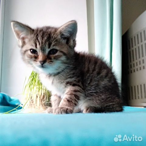 Котодевочка 2 месяца в добрые руки