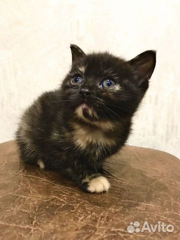 Котёнок-девочка