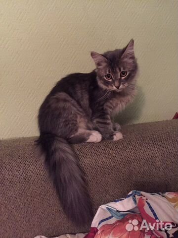 Найден котёнок 9 мес