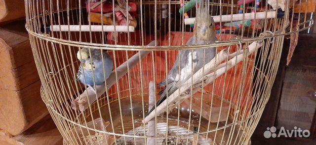 Попугаи (парчка)