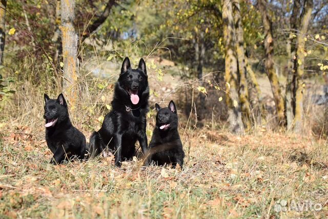 Предлагаю к продаже щенков шипперке