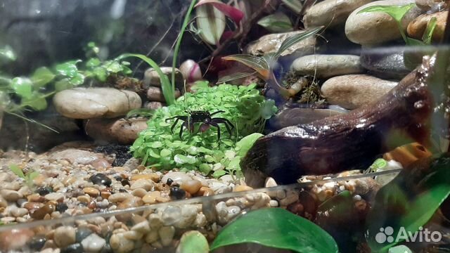 Полюдариум с крабом