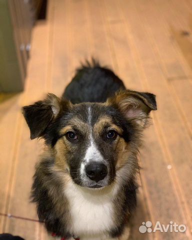 Крупная левретка