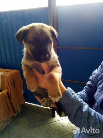 Щенок смесь немецкой и бельгийской овчарки