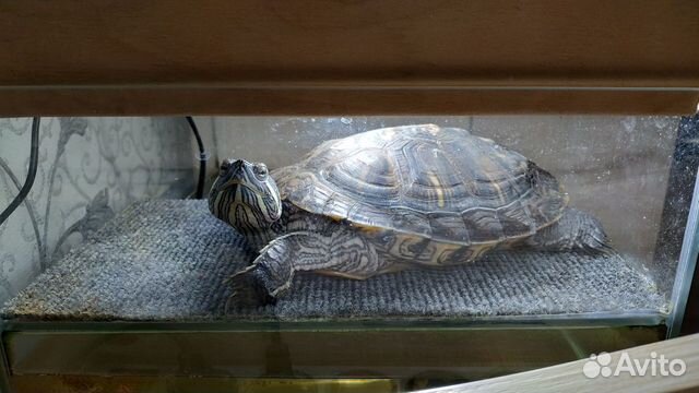Черепаха красноухая с аквариумом