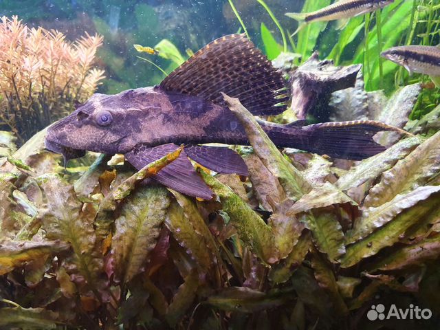 Сом Парчовый птеригоплихт (самка)