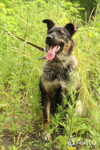 Мэгги ищет дом