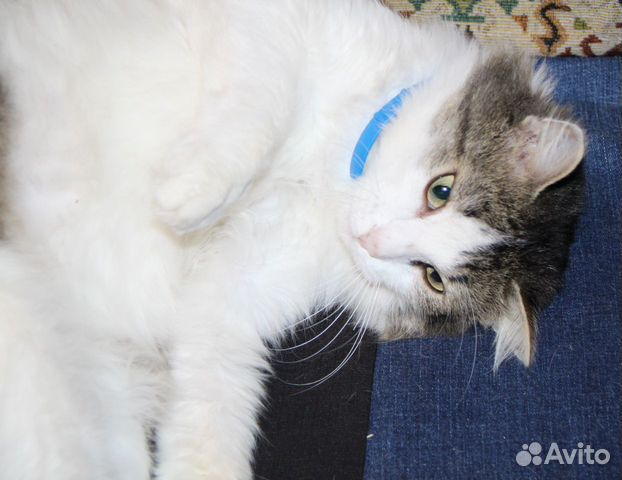 Котик, приносящий удачу, ищет дом