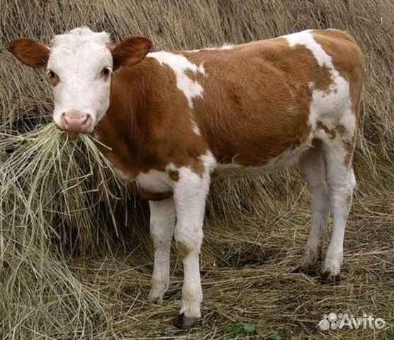 Бычки и телки