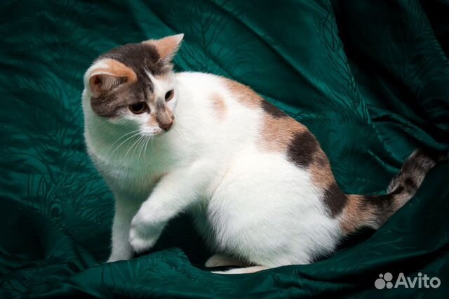 Пятнистая красавица ищет заботливых хозяев