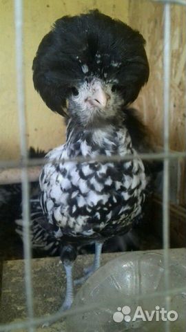 Цыплята падуанов