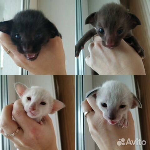 Ориентальные котята