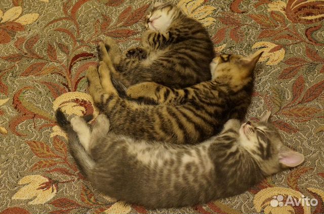 Кошки
