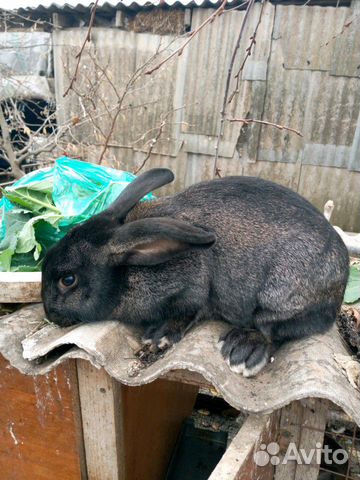 Прадажа кроликов