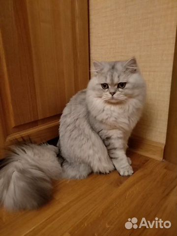 Котик скоттиш-страйт на вязку
