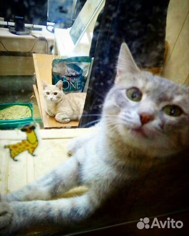 Кот ищет дом