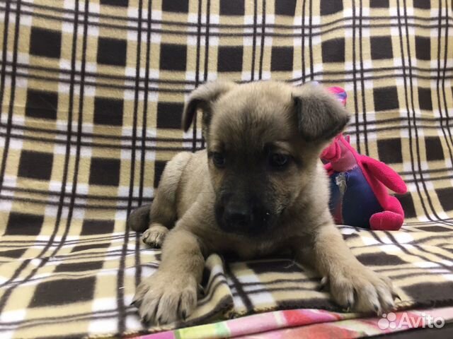 Щенуля ищет дом