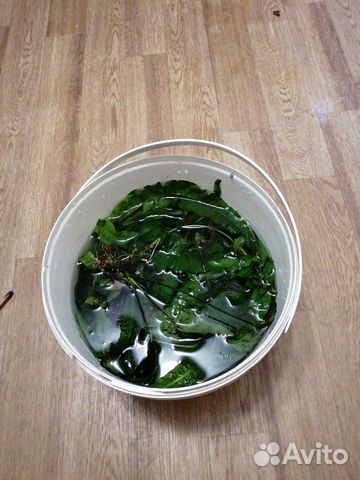 Трава аквариум