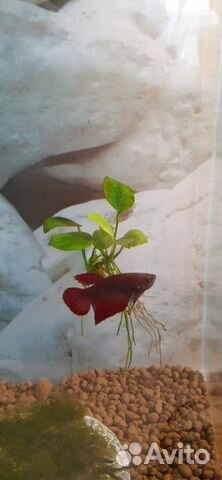 Самка петушка