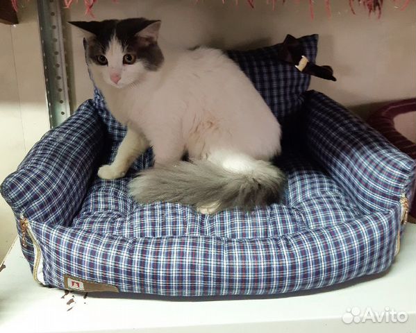 Котёнок Мальчик Аксель